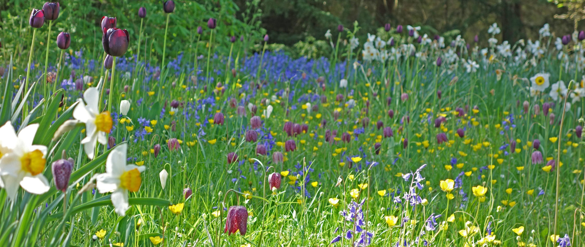 British Native Wildflower Seed, Plugs & Bulbs – Meadowmania UK