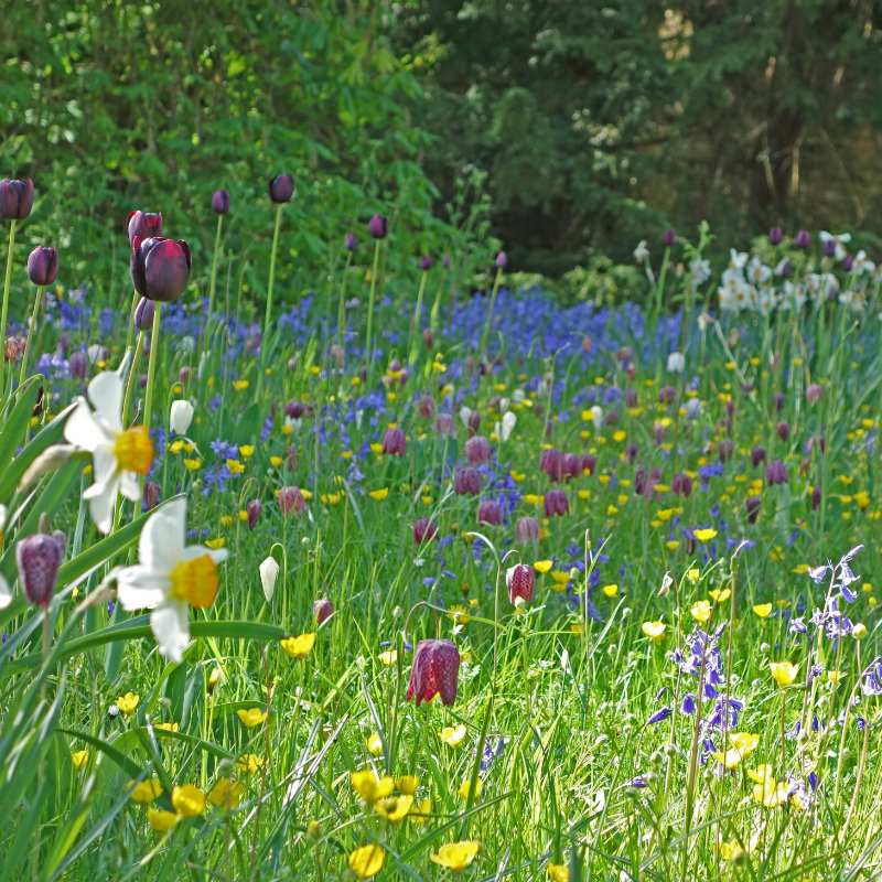 British Native Wildflower Seed, Plugs & Bulbs – Meadowmania UK