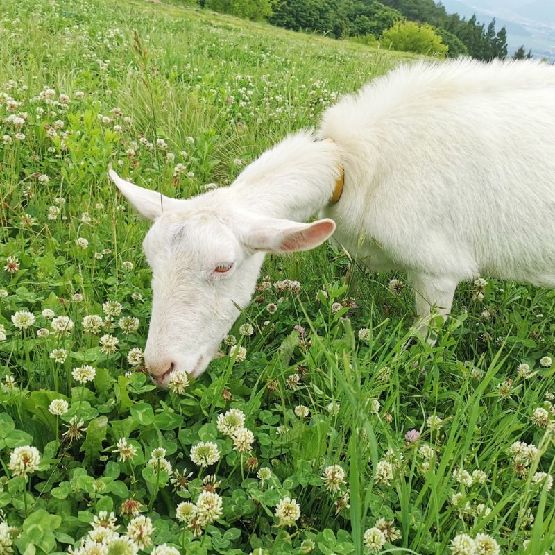 Grass Seed Mix For Goat Grazing Acre – Meadowmania UK