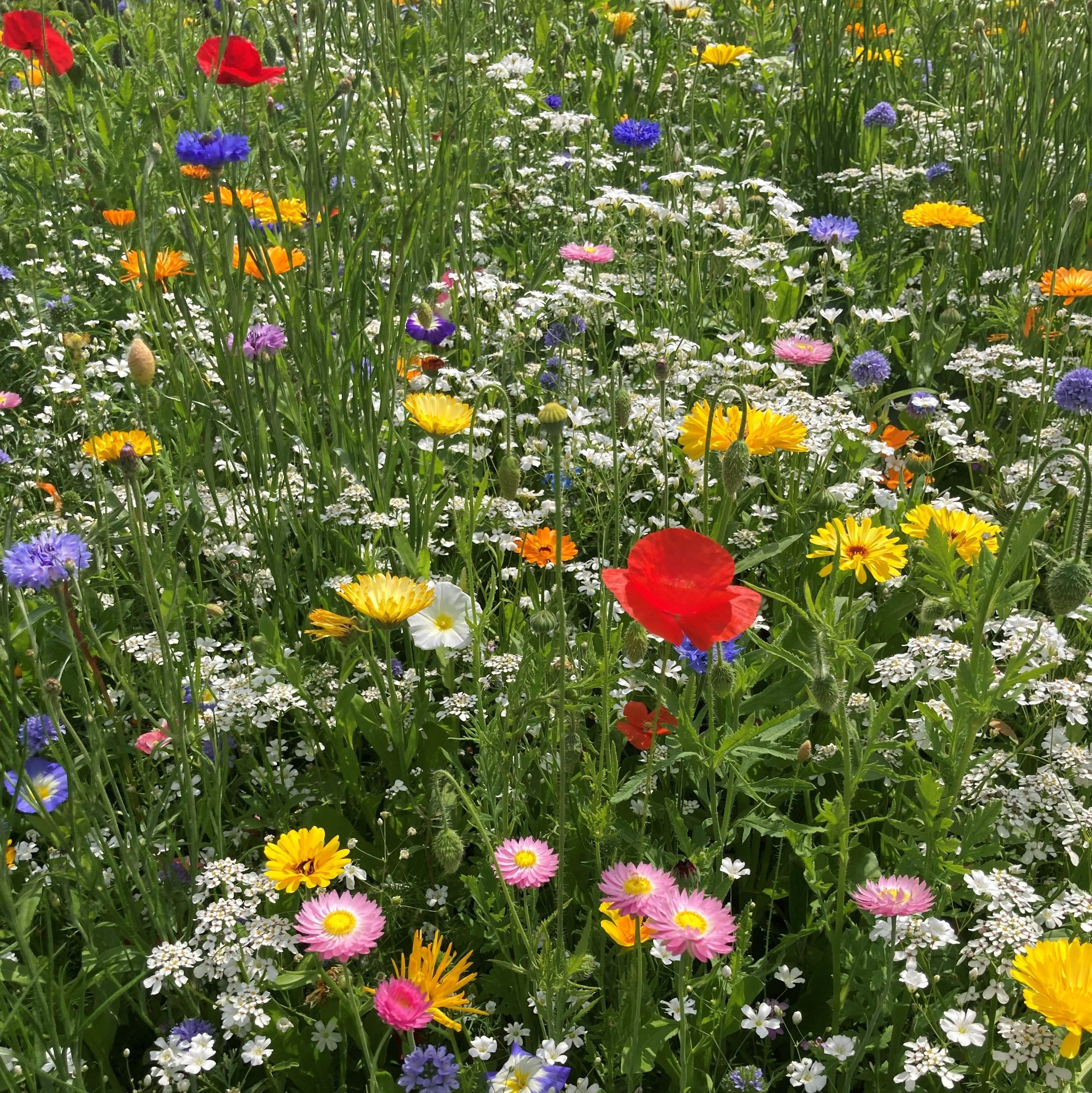 Hardy Annual 100% Wildflower Seed Mix – Meadowmania UK