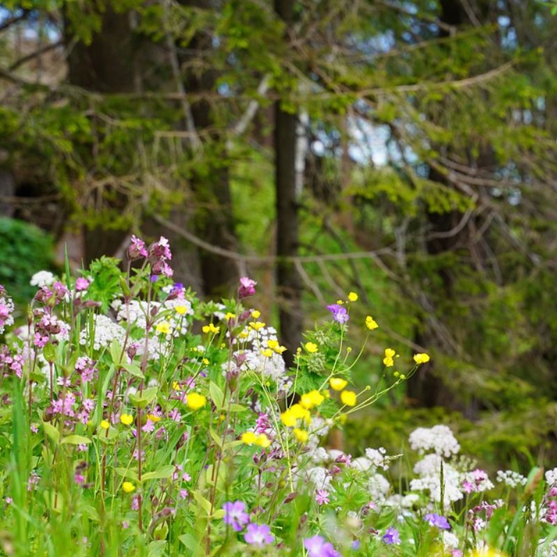British Native Meadow Wildflower Seeds For Partial Shade – Meadowmania UK