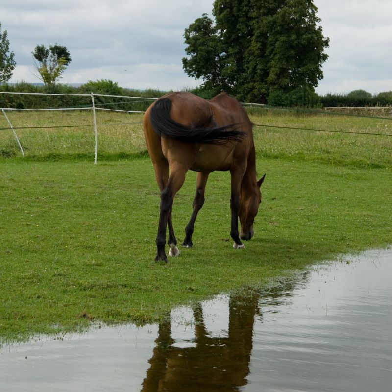 Paddock Seed Mix for Waterlogged & Clay Soils – Meadowmania UK