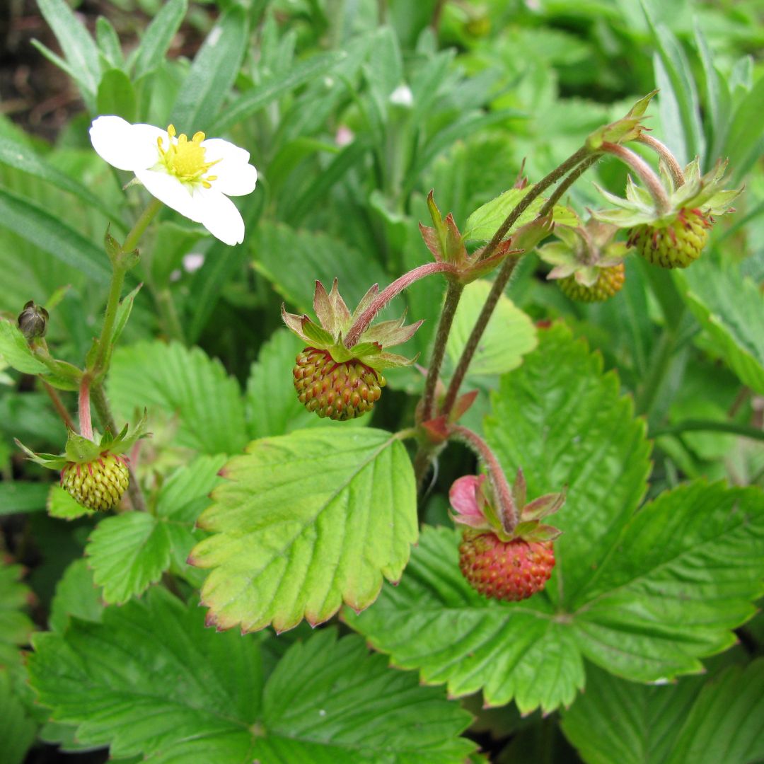 Wild Strawberry Plug Plants | Fragaria vesca – Meadowmania UK