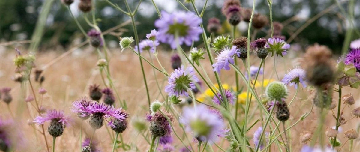 Biodiversity Net Gain – Promoting BNG with British Wildflower Seeds ...