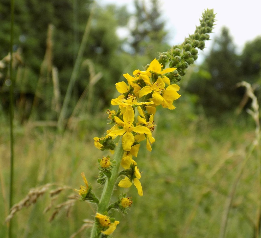 Common Agrimony Plug Plants | Agrimonia eupatoria – Meadowmania UK