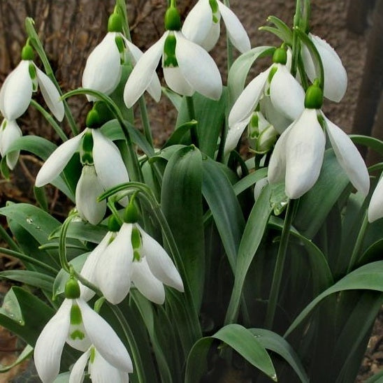 Giant Snowdrop (Galanthus Elwesii) Bulbs – Meadowmania UK
