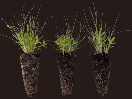 Yellow Rattle Native British Wildflower Plug Plants – Meadowmania UK